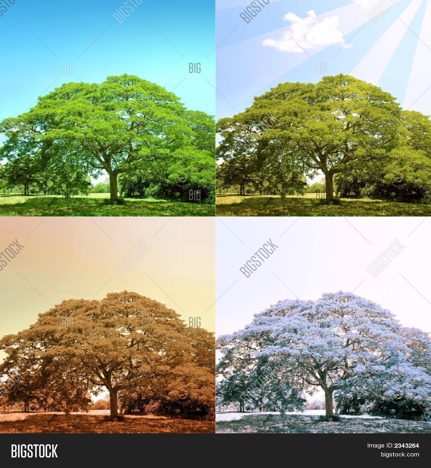 4 Seasons On Tree Image & Photo (Free Trial) | Bigstock