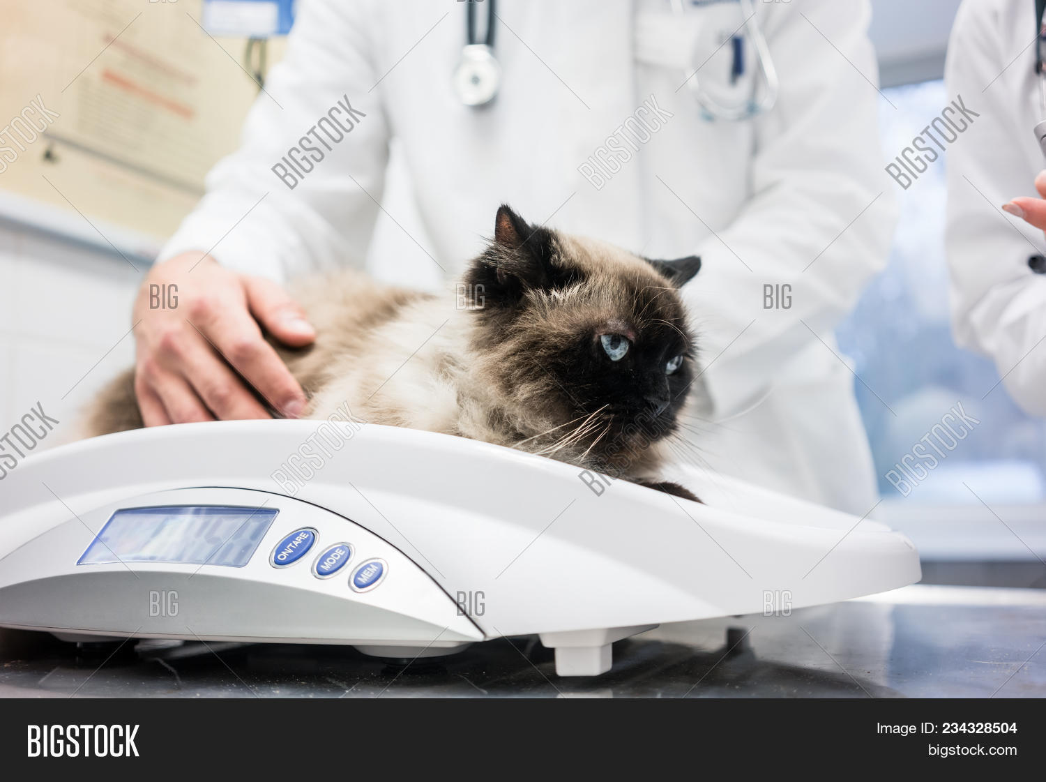 Vet Putting Cat On Image & Photo (Free Trial) | Bigstock