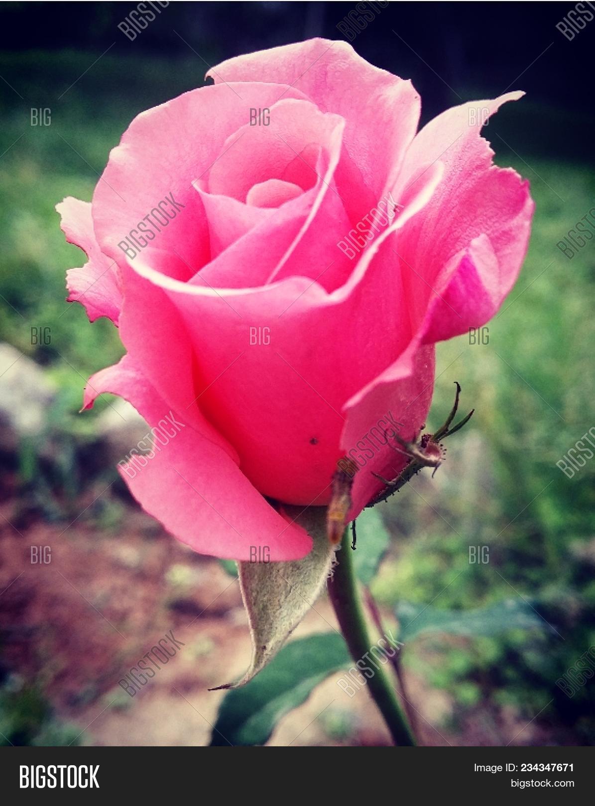 Beautiful Rose Half Image & Photo (Free Trial) | Bigstock