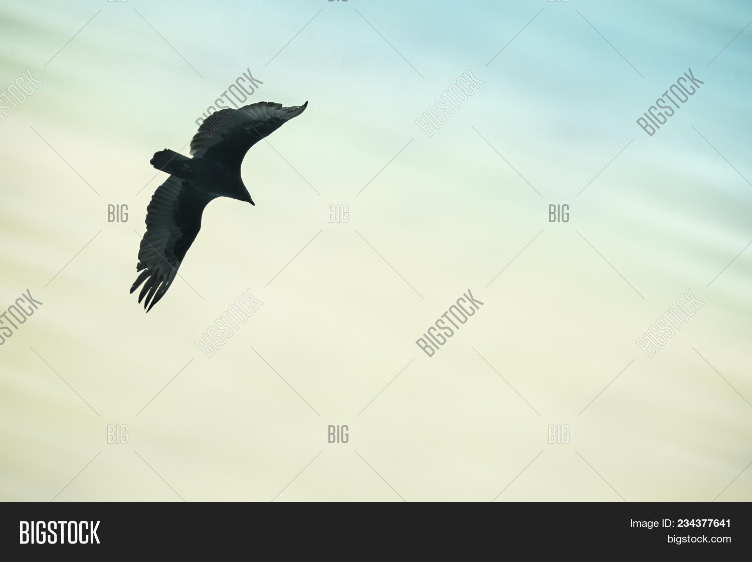 Majestic Hawk Flying Image & Photo (Free Trial) | Bigstock