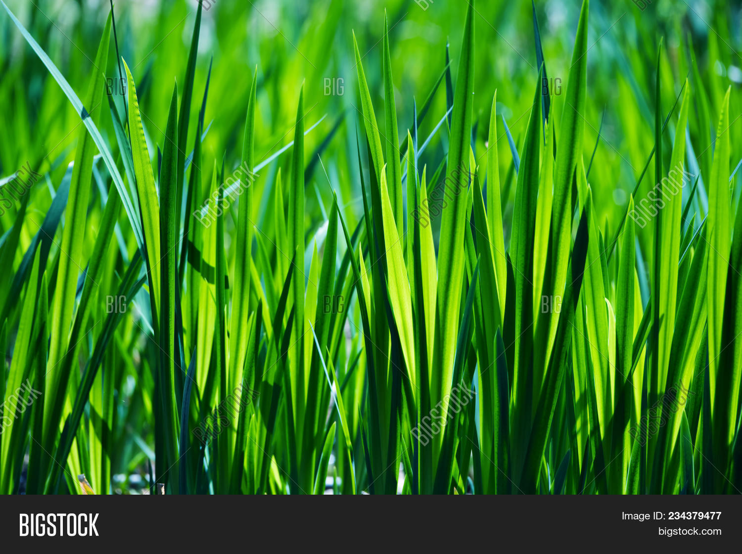 Swamp Grass Plant ( Image & Photo (Free Trial) | Bigstock