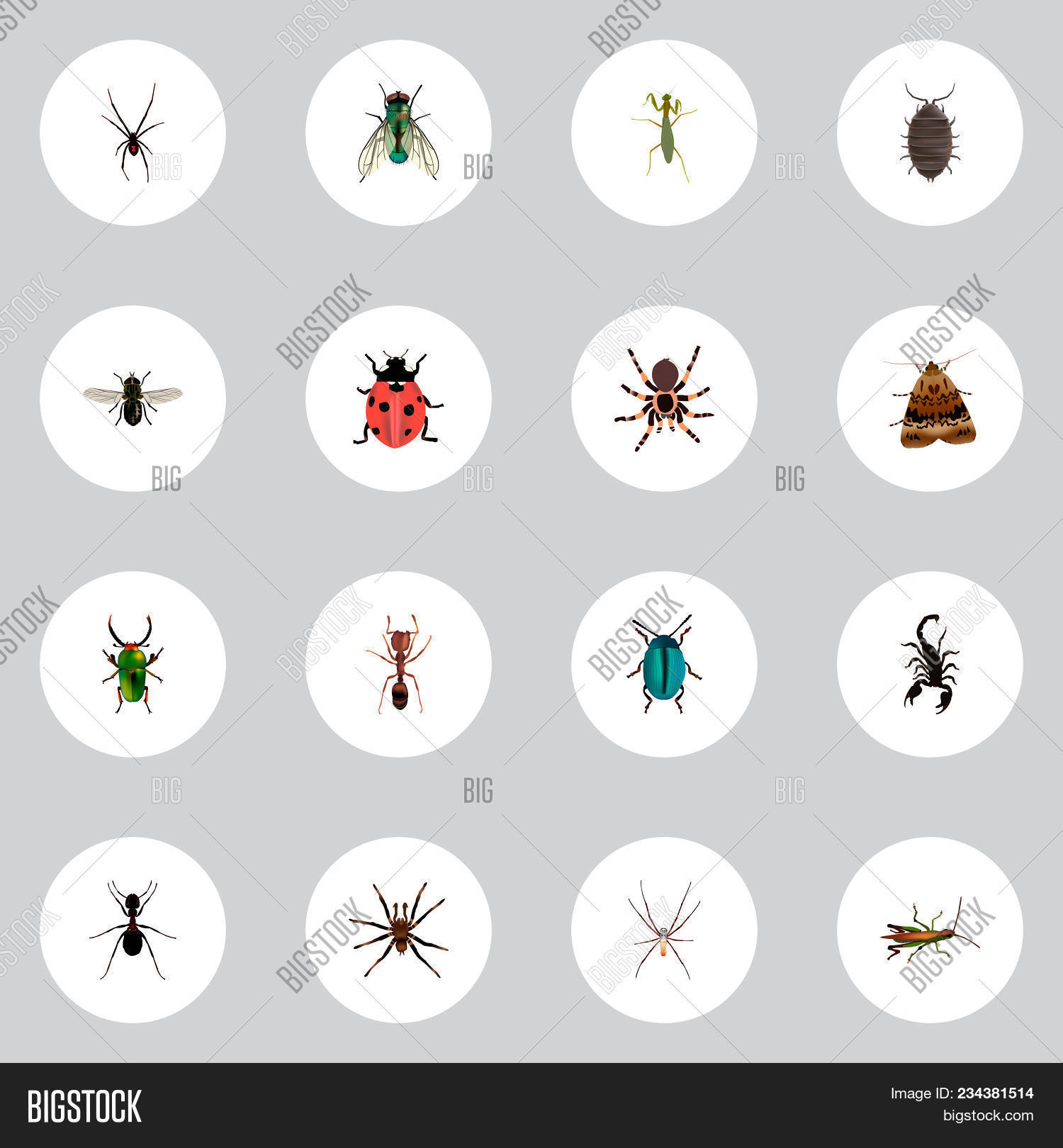 Set Bug Realistic Image & Photo (Free Trial) | Bigstock