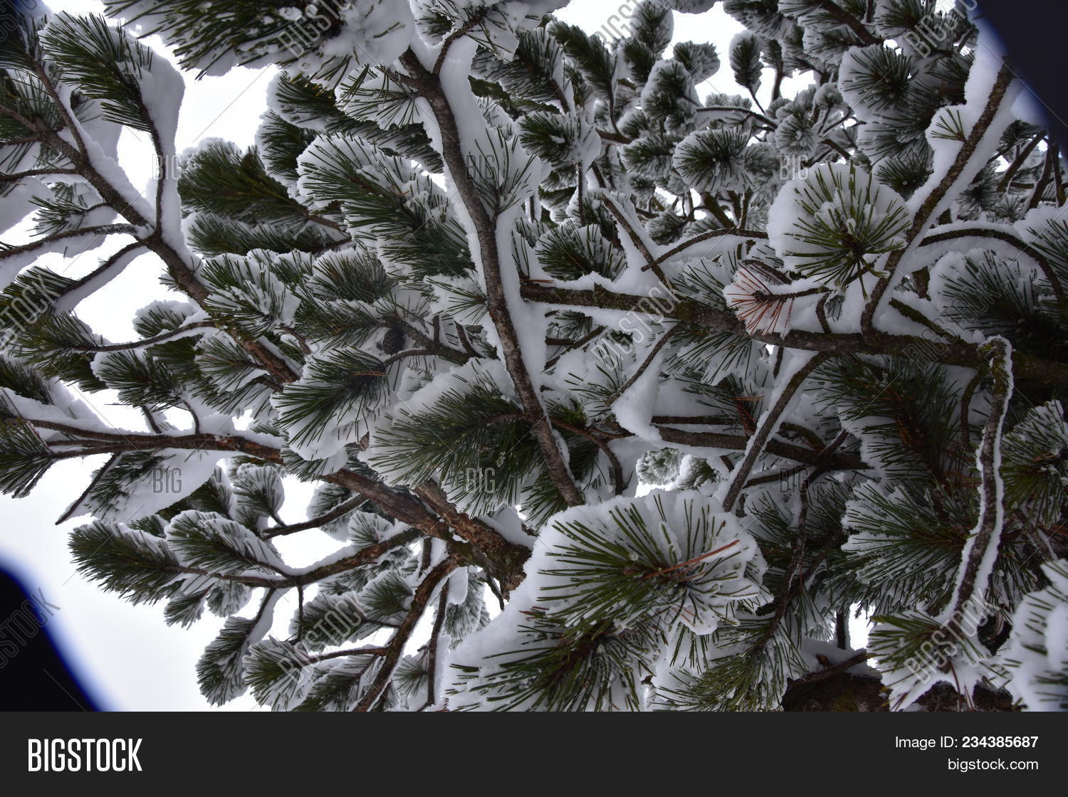 Tree Branches Covered Image & Photo (Free Trial) | Bigstock