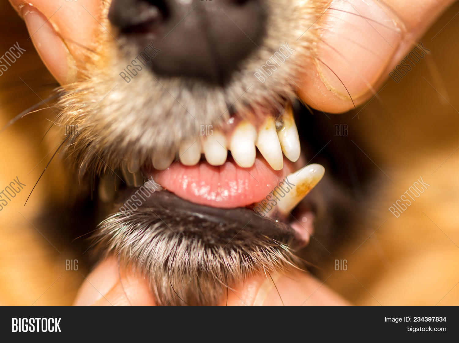 Human Hand On Dog Image & Photo (Free Trial) | Bigstock