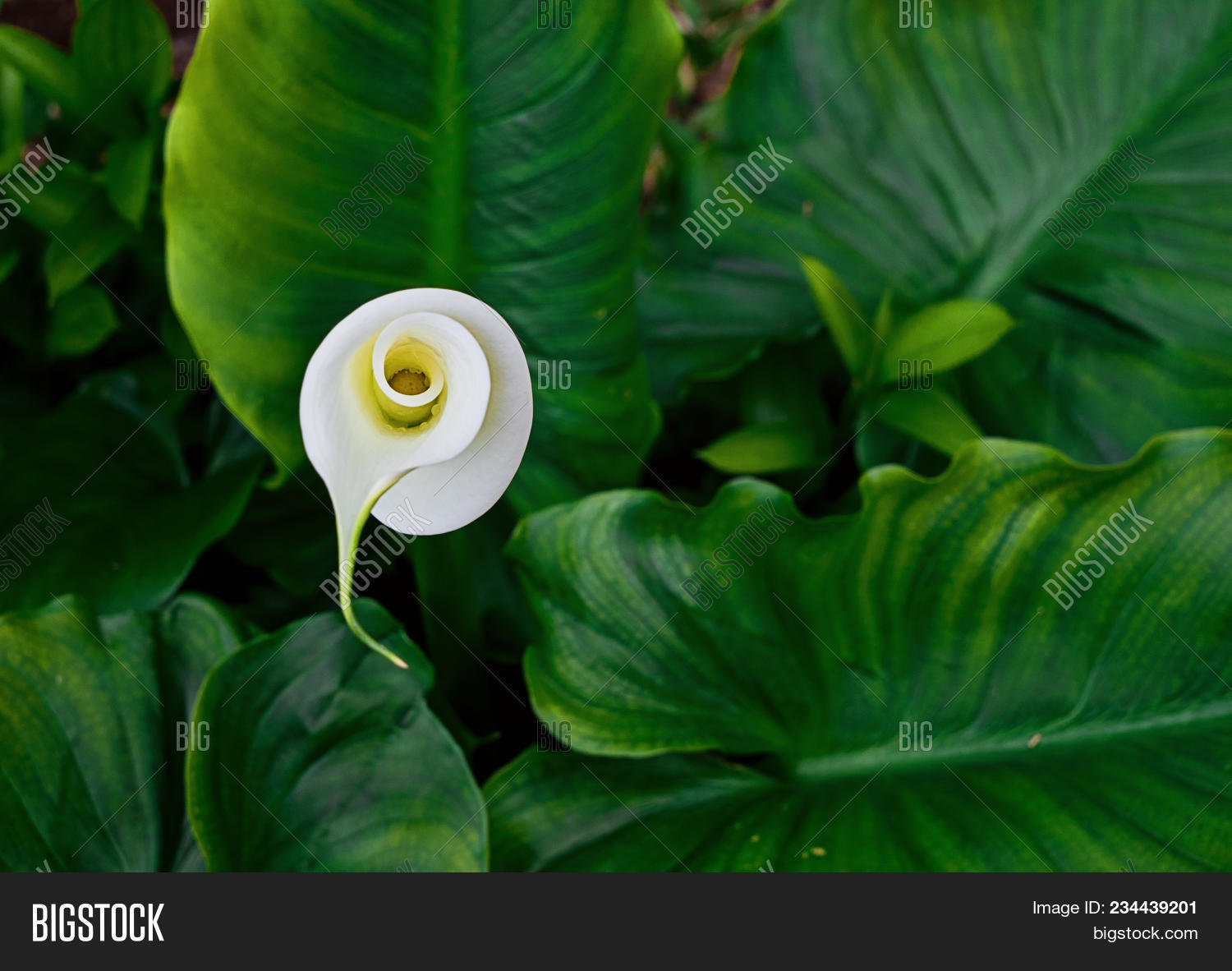 Close View Calla Lily Image & Photo (Free Trial) | Bigstock