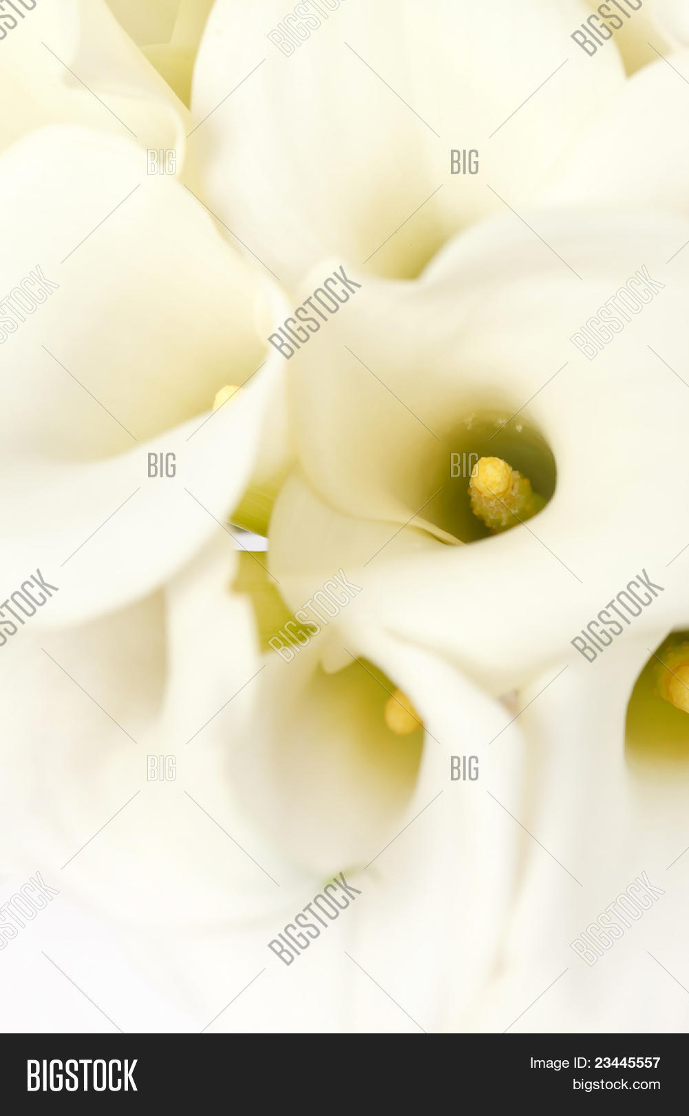 Calla Flowers Image & Photo (Free Trial) | Bigstock
