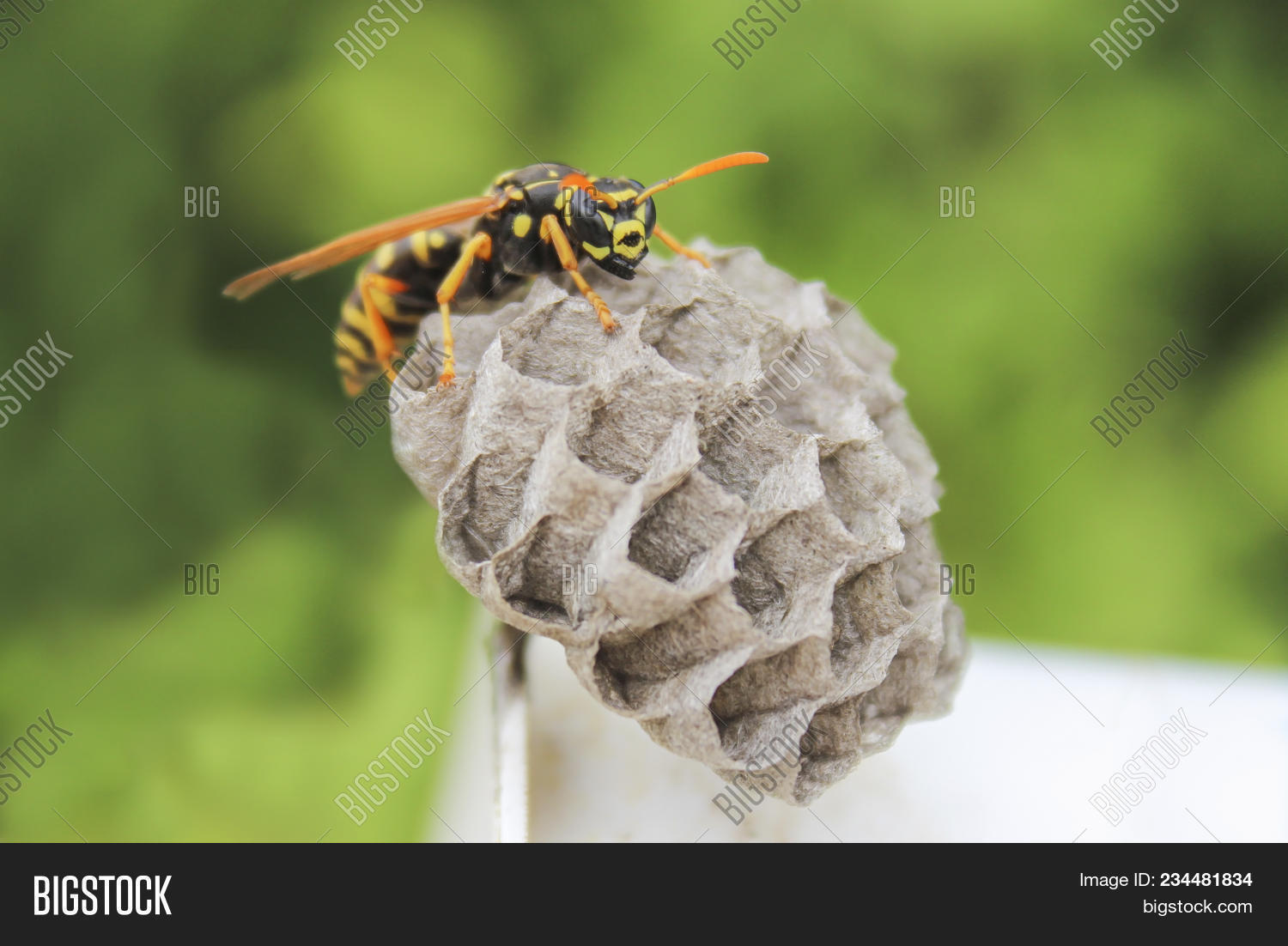 Young Paper Wasp Queen Image & Photo (Free Trial) | Bigstock