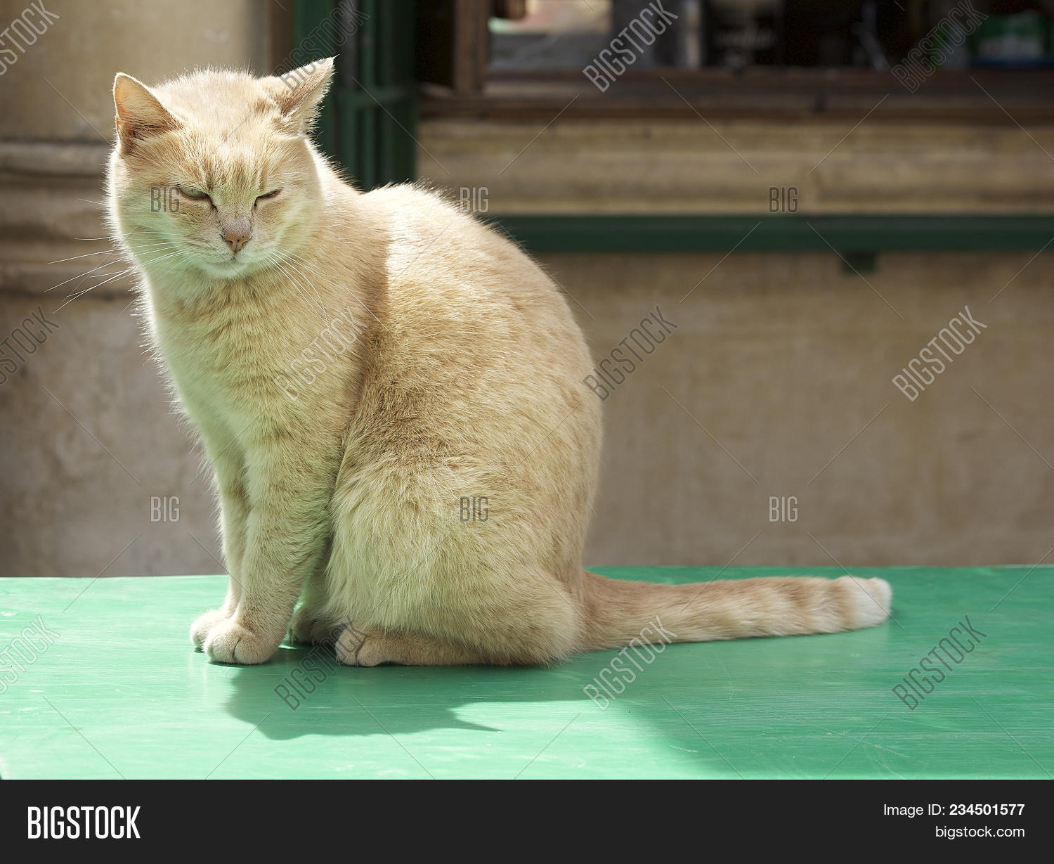 Yellow Cat Sitting On Image & Photo (Free Trial) | Bigstock