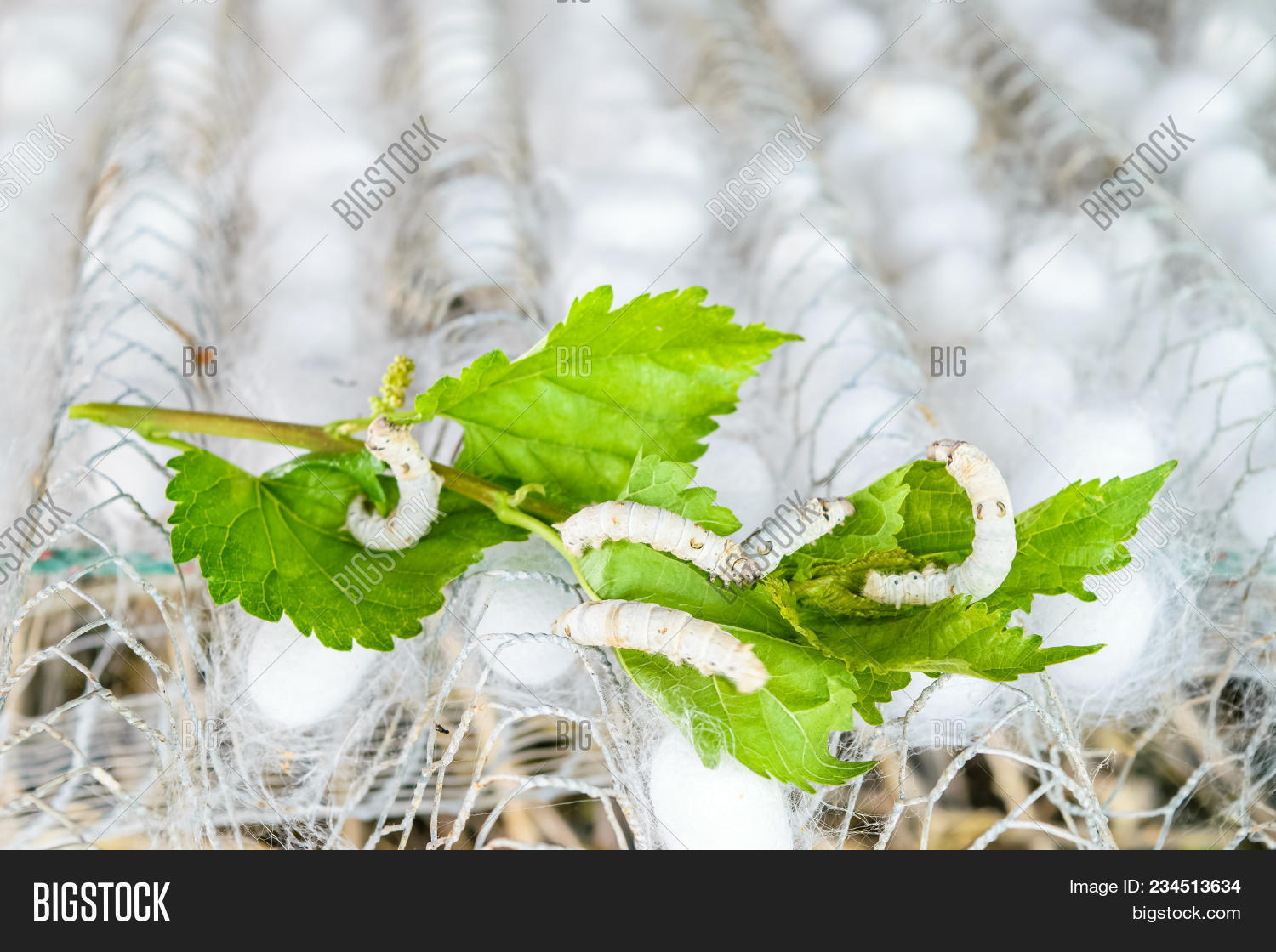 Silk Cocoon Silk Worm Image & Photo (Free Trial) | Bigstock