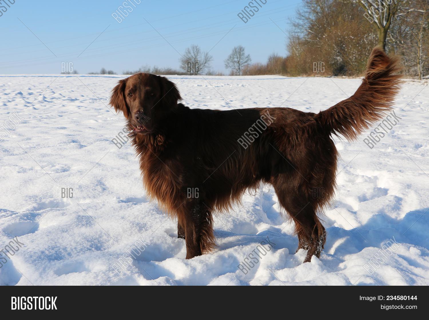 Brown Flat Coated Image & Photo (Free Trial) | Bigstock