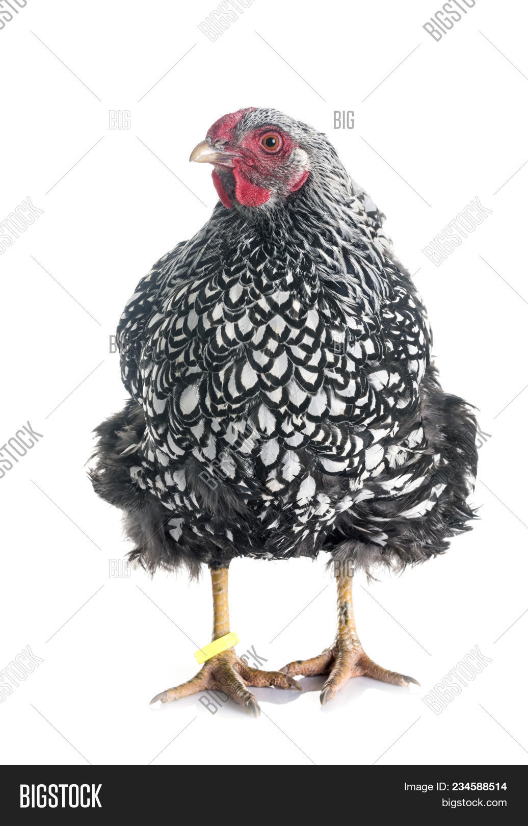 Silver-laced Wyandotte Image & Photo (Free Trial) | Bigstock