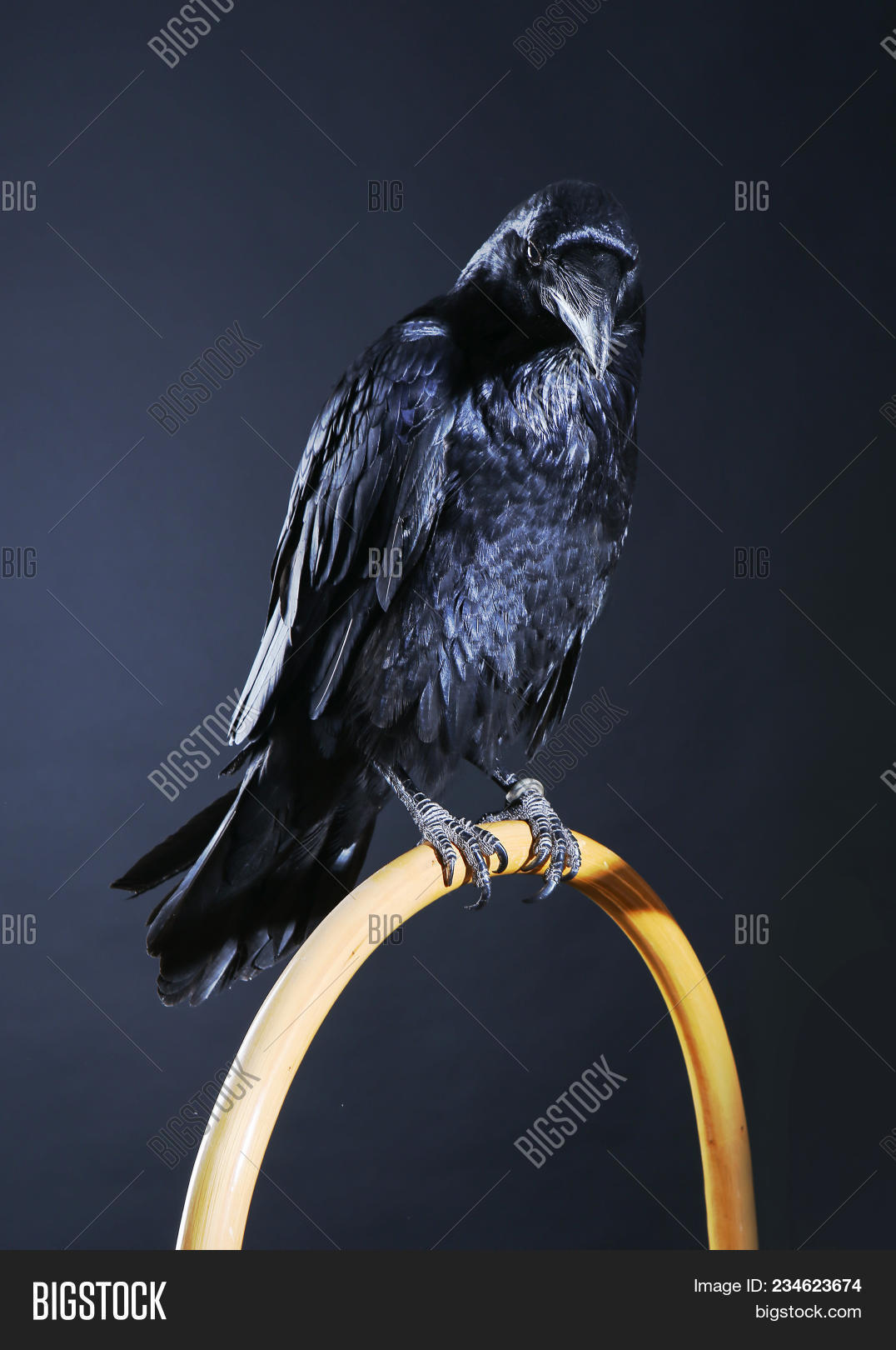 Black Raven Close Dark Image & Photo (Free Trial) | Bigstock