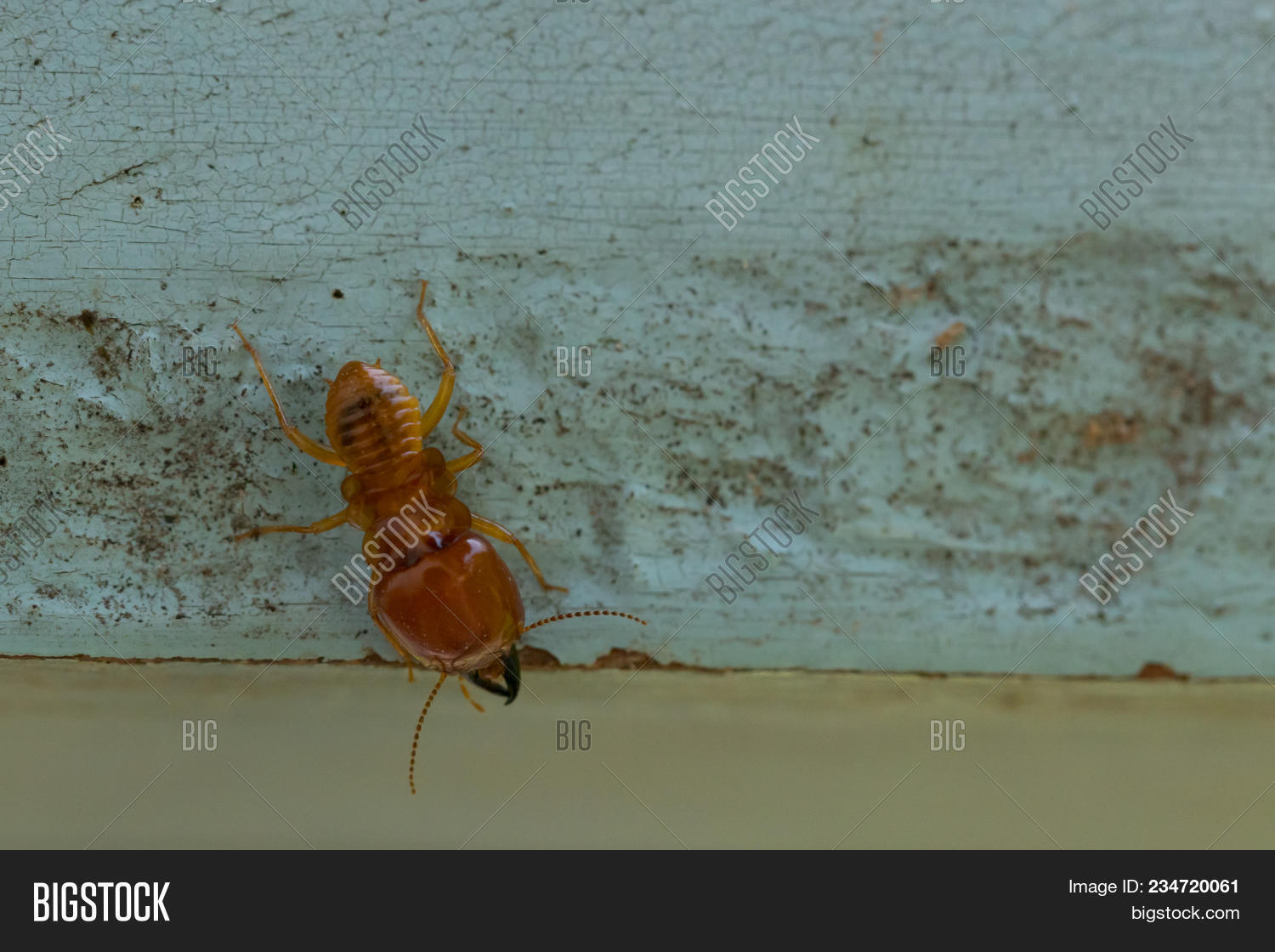 Termites Damage Home, Image & Photo (Free Trial) | Bigstock