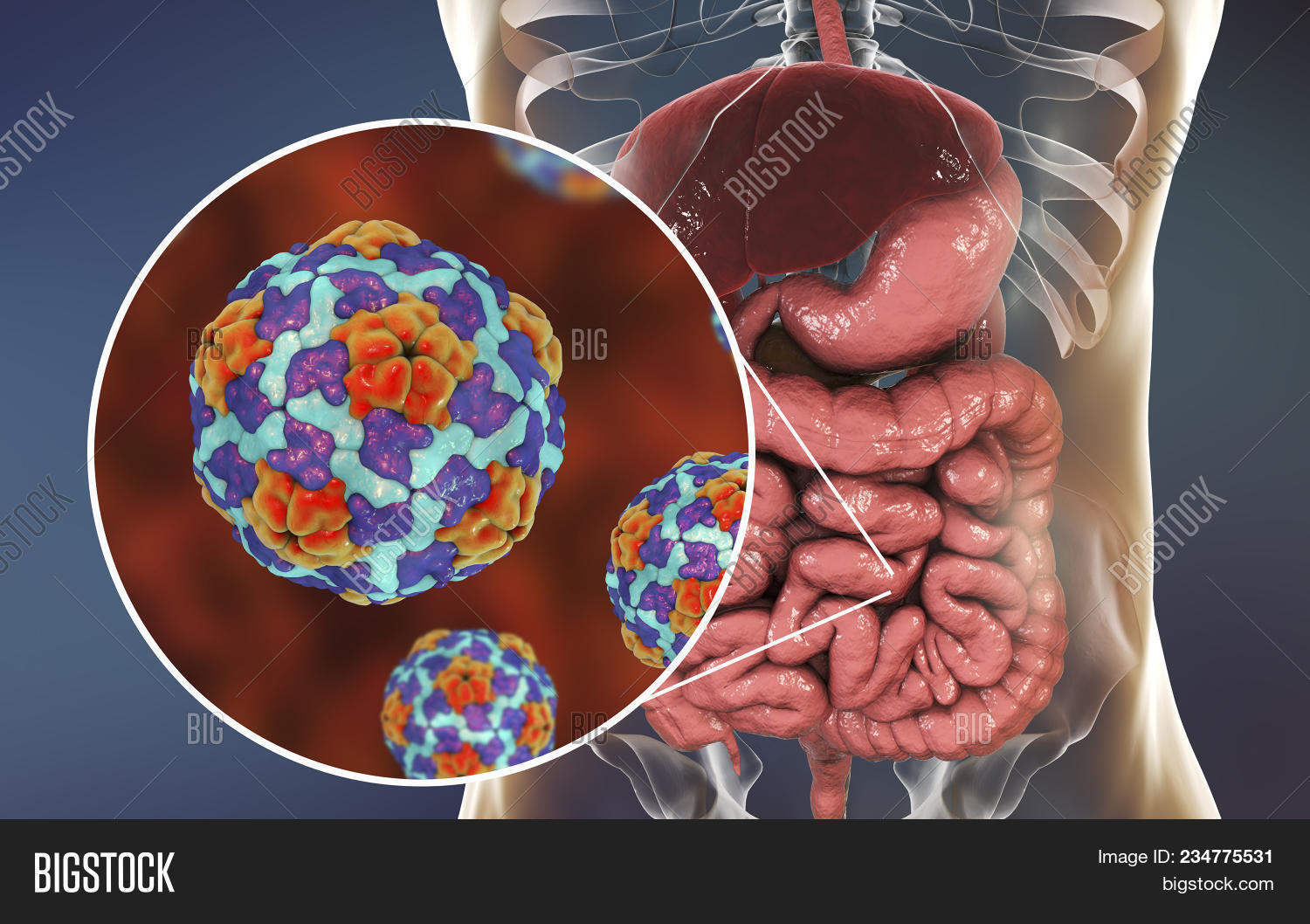 Hepatitis Viruses Hav Image & Photo (Free Trial) | Bigstock