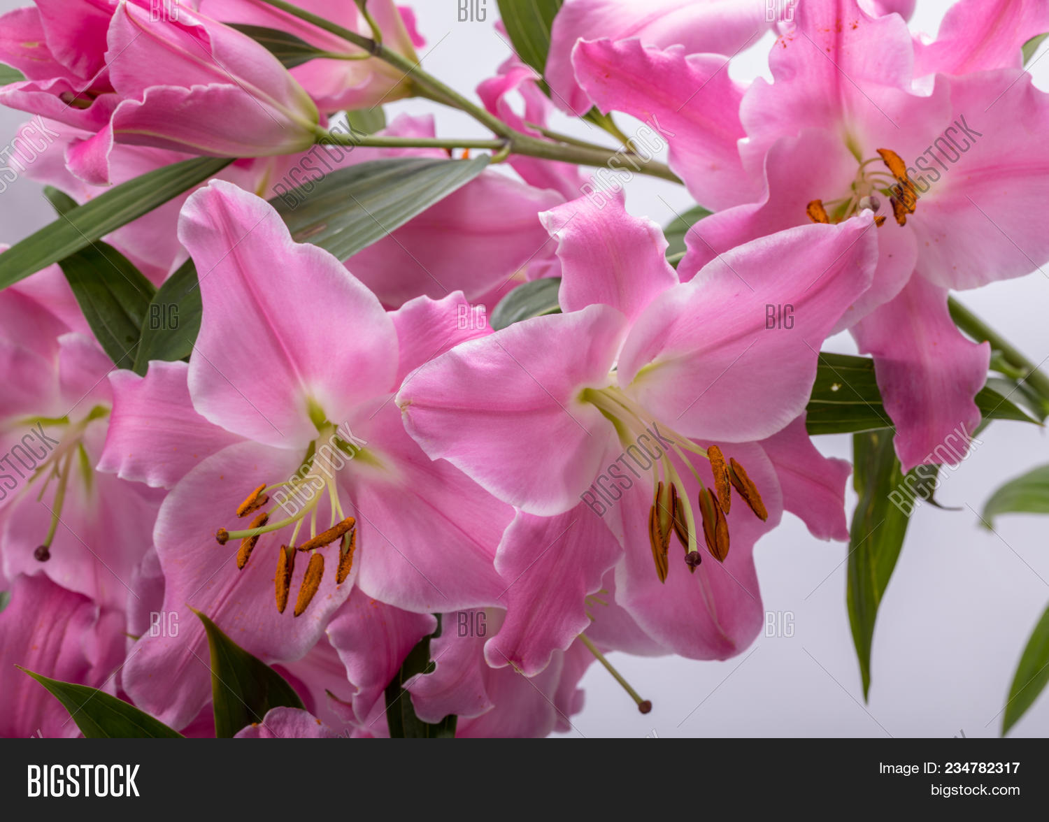 Close- Pink Liles Image & Photo (Free Trial) | Bigstock