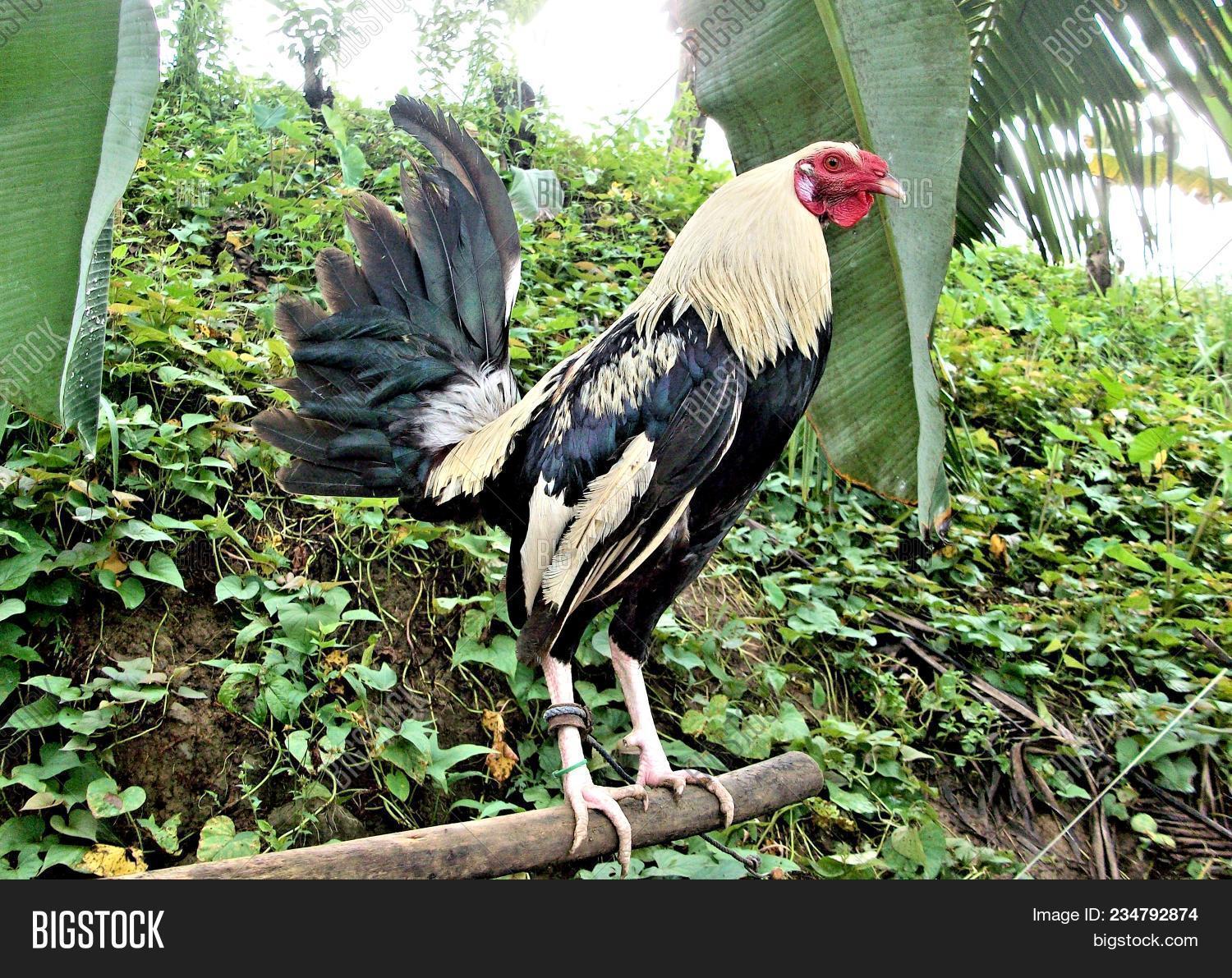 Philippine Grey Image & Photo (Free Trial) | Bigstock