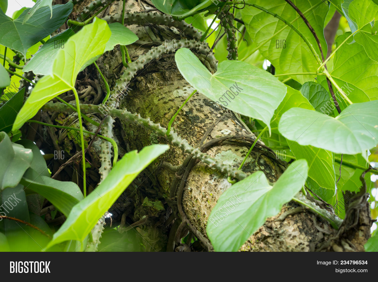 Heart Leaf Moonseed Image & Photo (Free Trial) | Bigstock