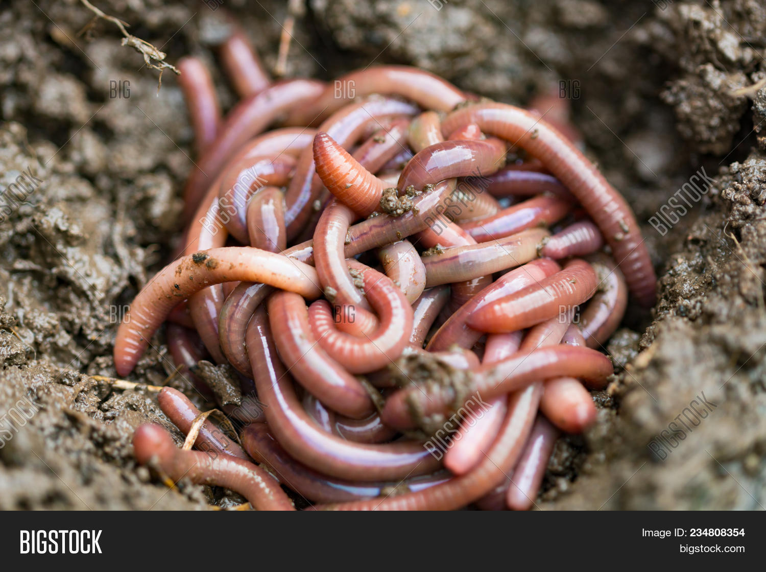 Earthworms (dendrobena Image & Photo (Free Trial) | Bigstock