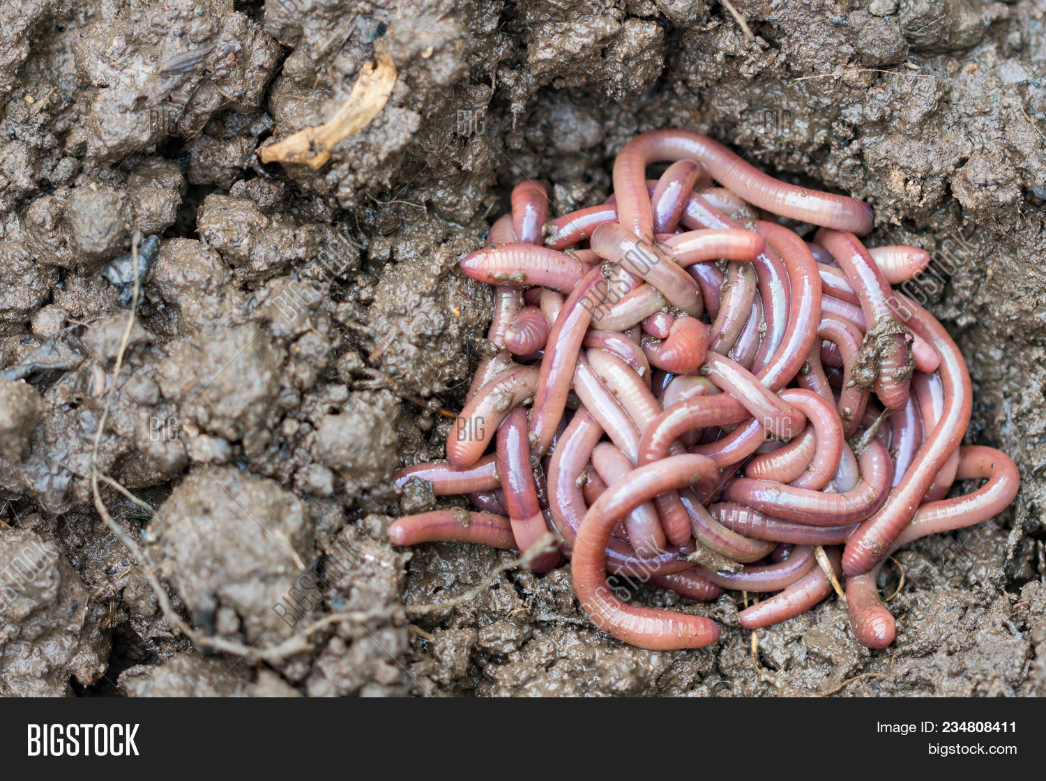 Earthworms (dendrobena Image & Photo (Free Trial) | Bigstock