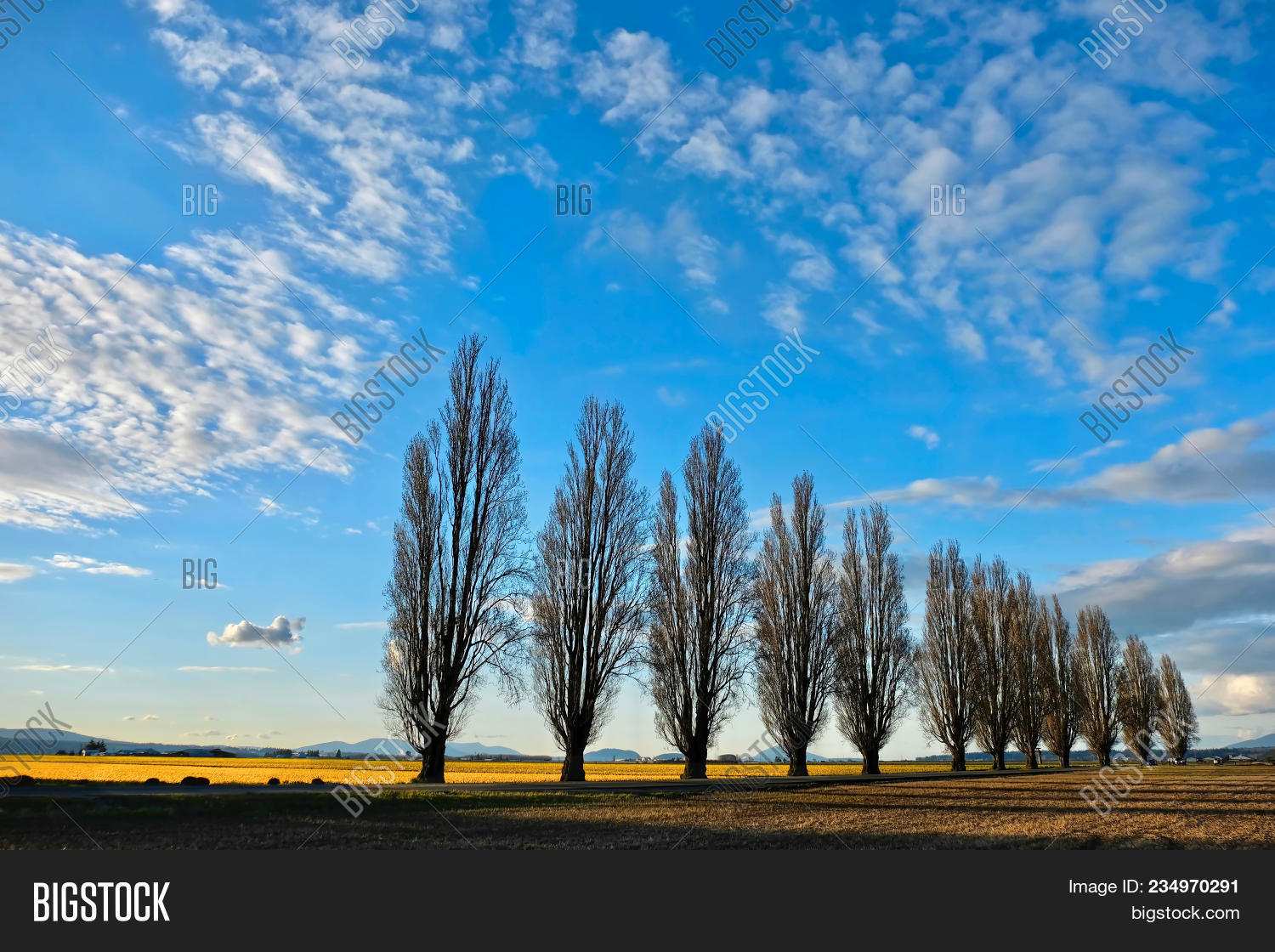 Scenic View Trees On Image & Photo (Free Trial) | Bigstock