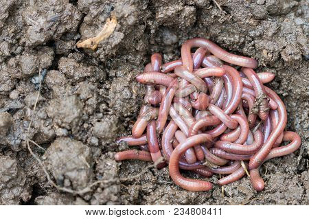 Earthworms (dendrobena Image & Photo (Free Trial) | Bigstock