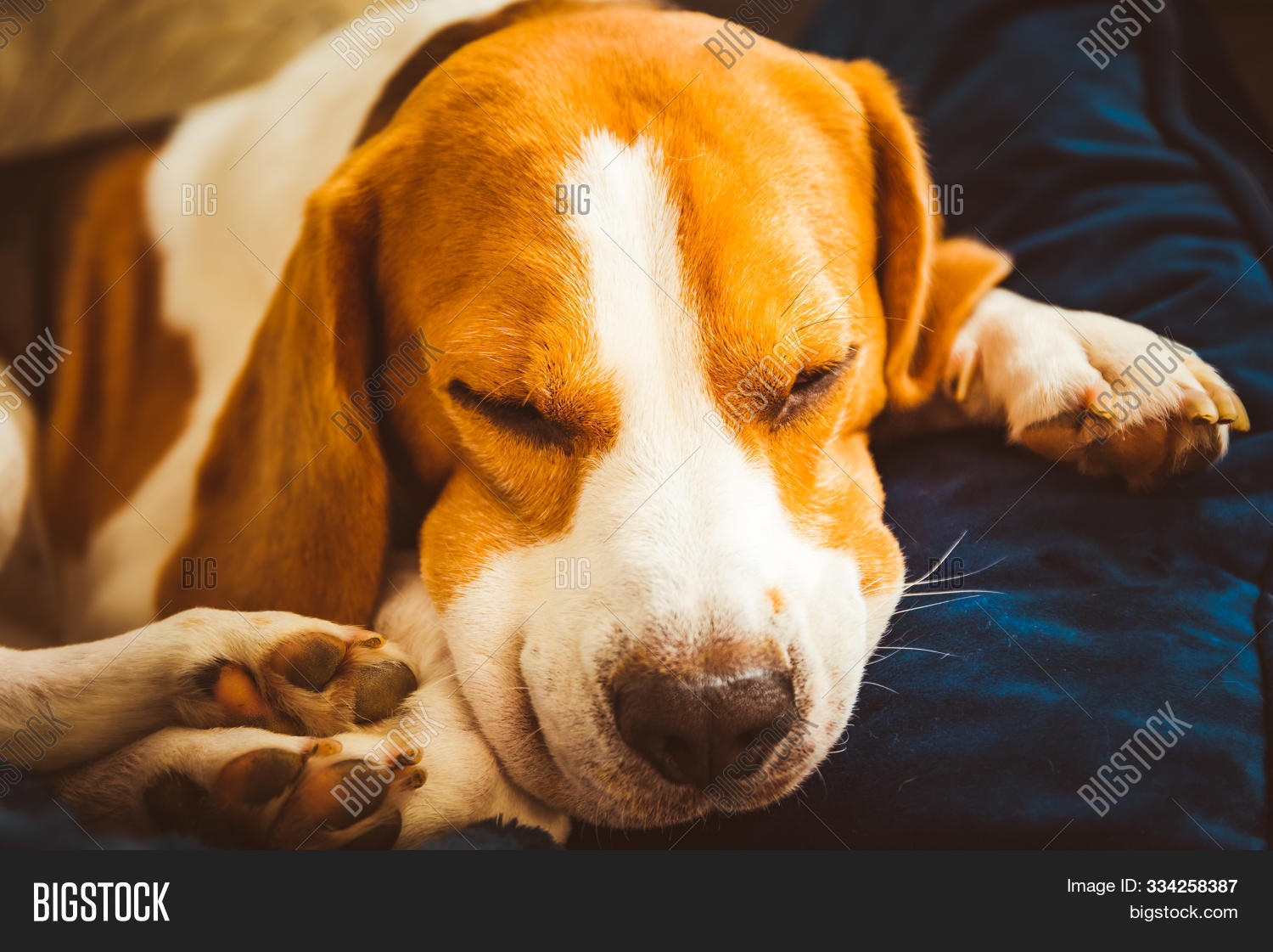 Are Beagles Lazy