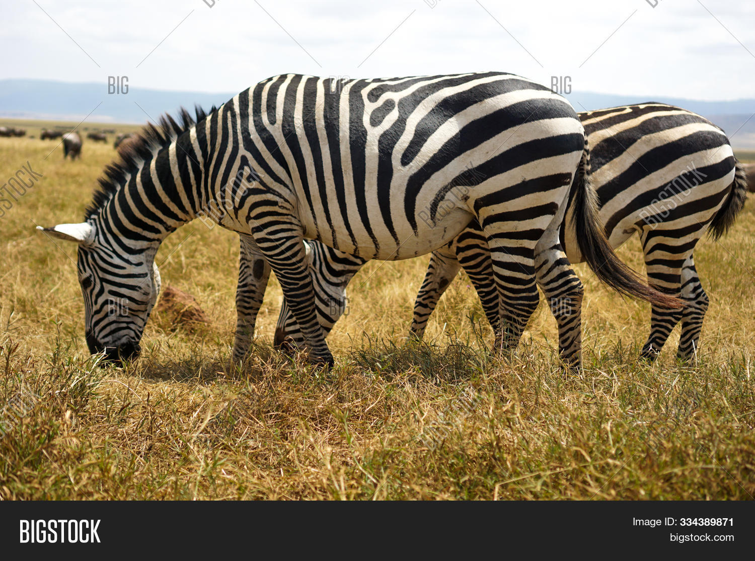 Zebras Eating