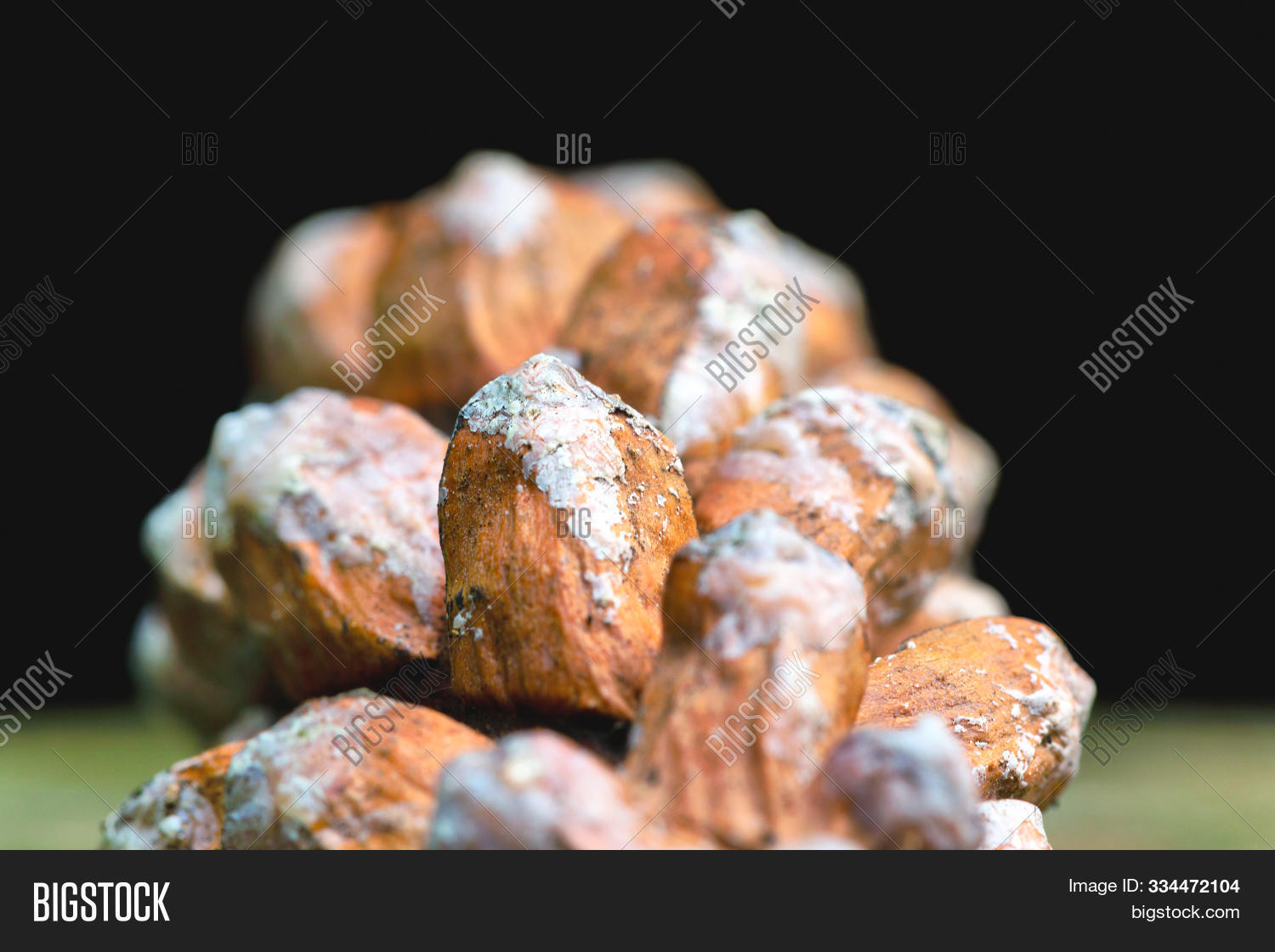 Close White Rot Fungi Image & Photo (Free Trial) | Bigstock