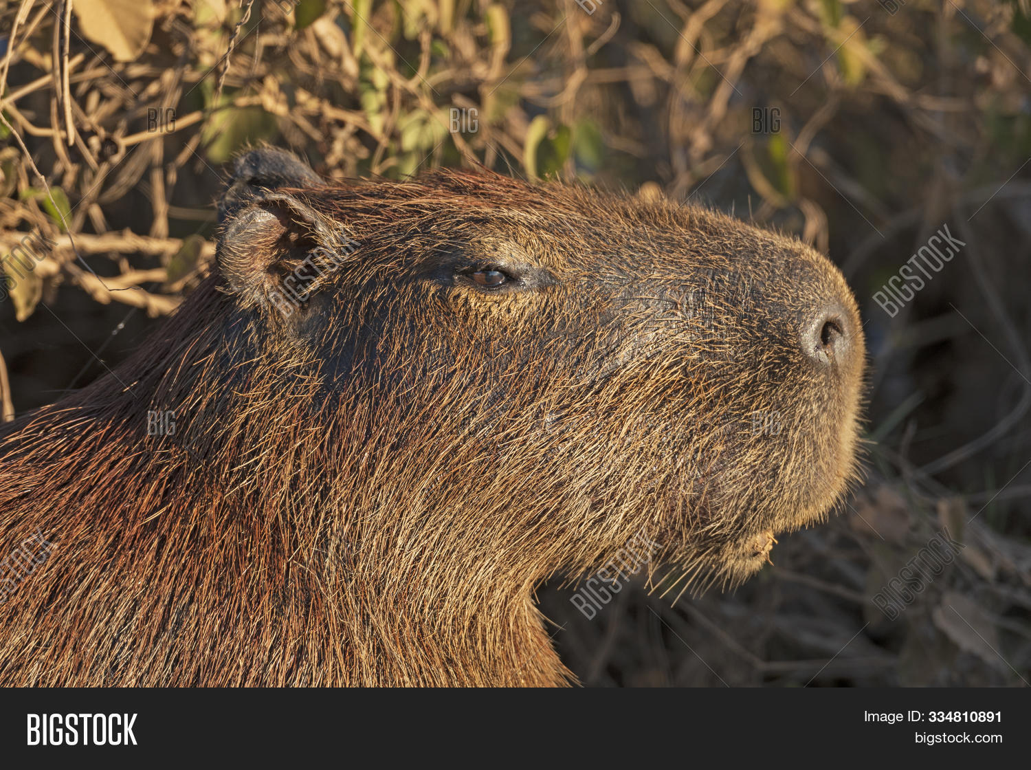 Head Details Capybara Image & Photo (Free Trial) | Bigstock
