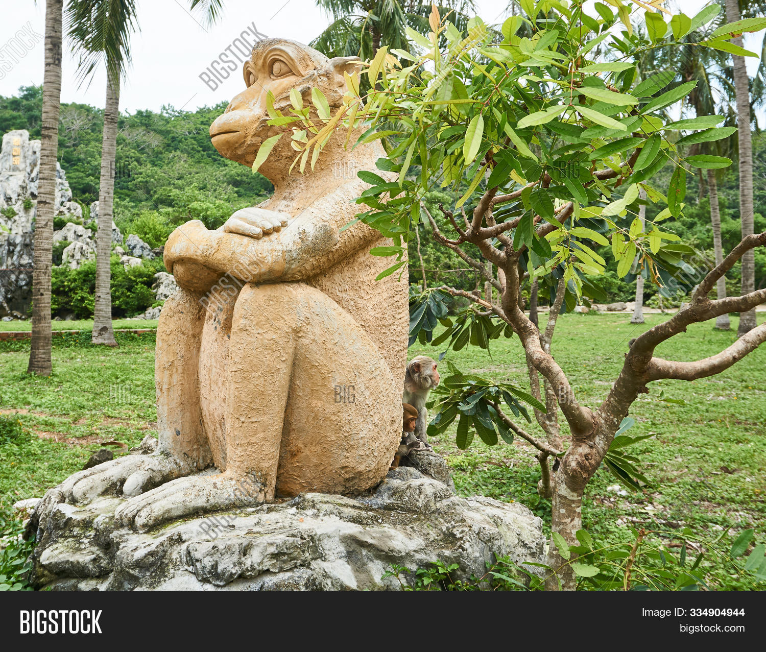 Imagen y foto Macaque Monkey Hide (prueba gratis) | Bigstock
