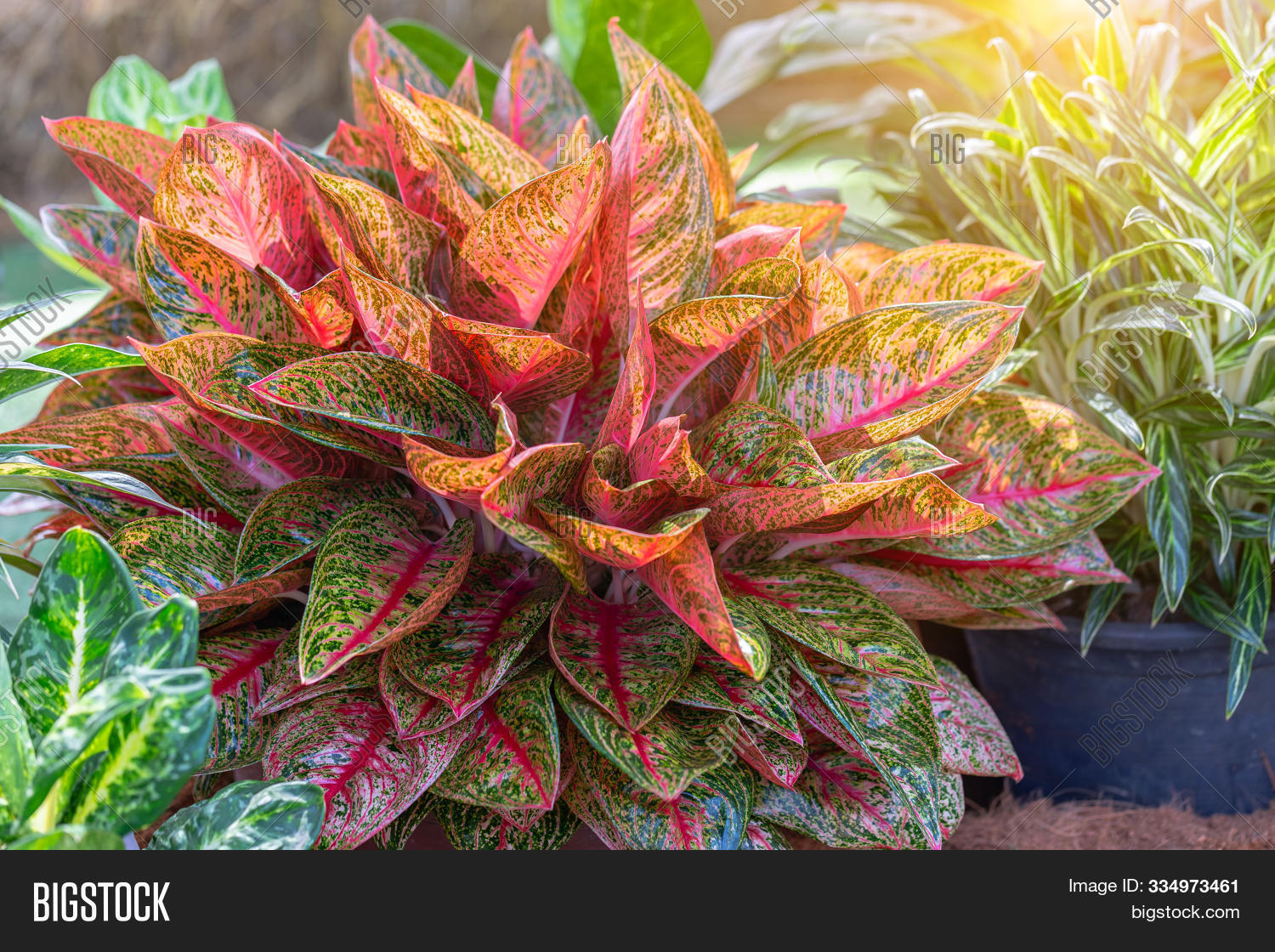 Variegated Plants. Image & Photo (Free Trial) | Bigstock