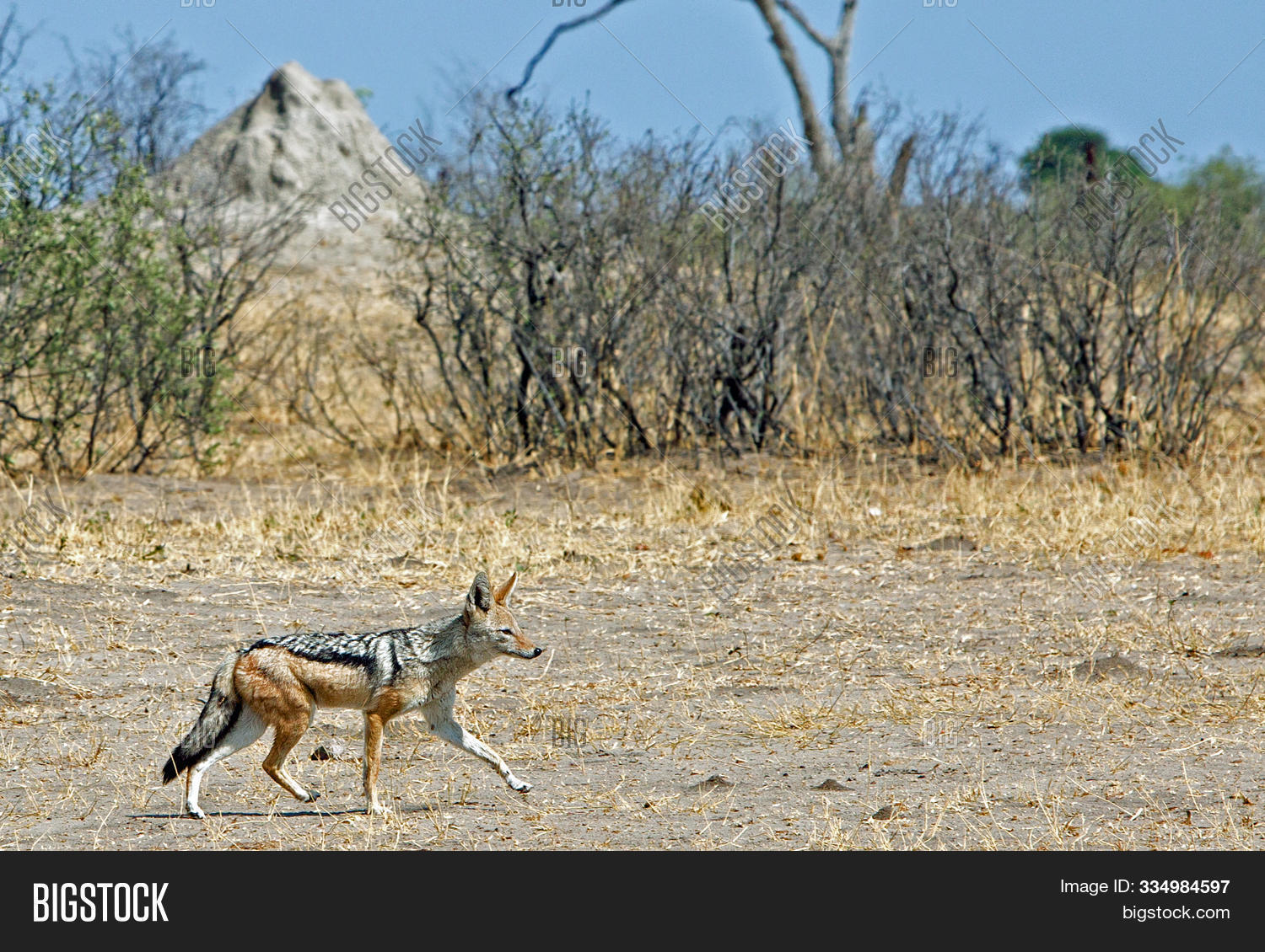 Black Backed Jackal ( Image & Photo (Free Trial) | Bigstock
