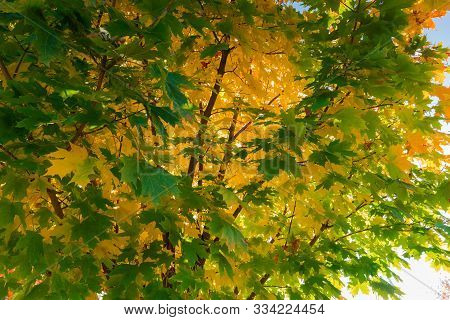 Upper Branches Maple Image & Photo (Free Trial) | Bigstock