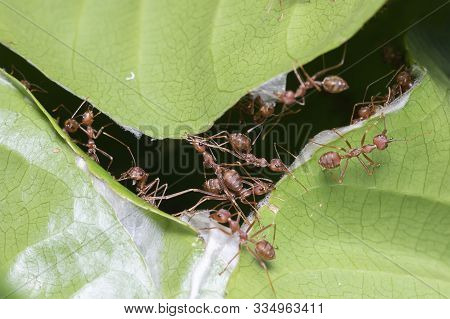 Ants Teamwork Making Image & Photo (Free Trial) | Bigstock