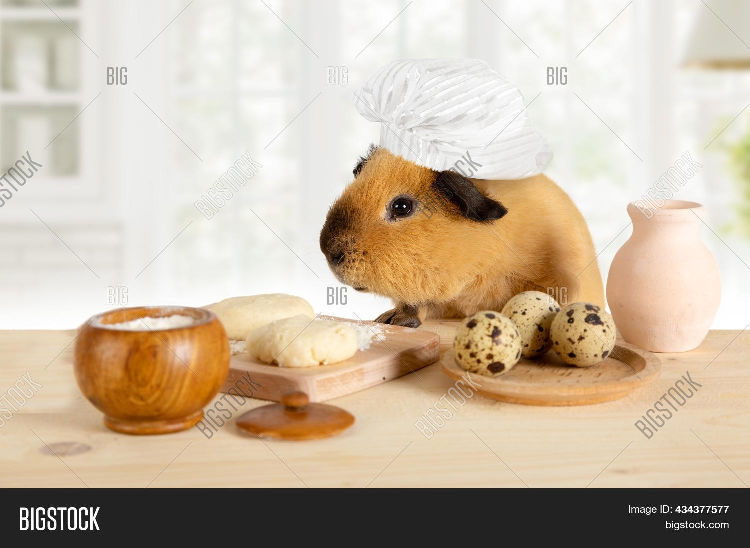 Funny Guinea Pig Chef' Image & Photo (Free Trial) | Bigstock
