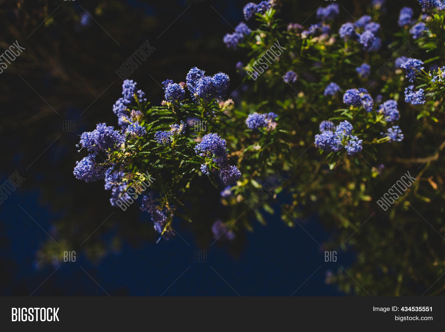 Blue Pacific " Image & Photo (Free Trial) | Bigstock