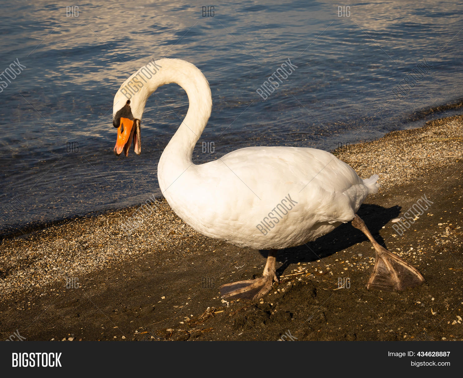 Image White Swan Funny Image & Photo (Free Trial) | Bigstock