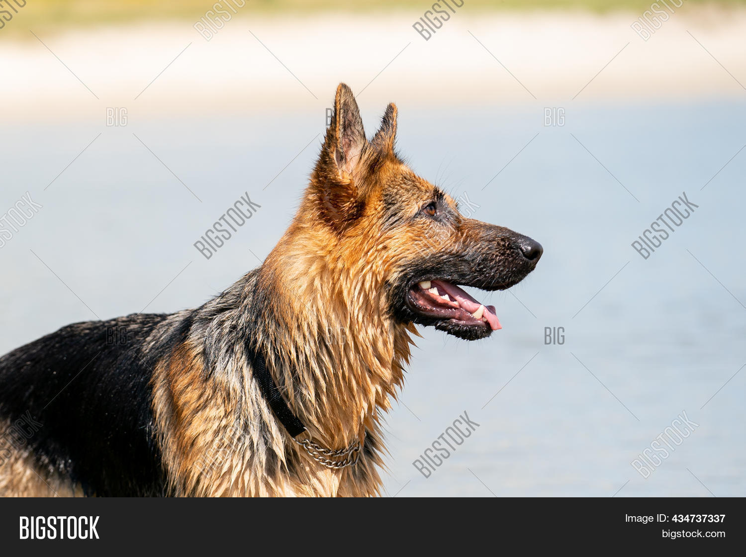 German Shepherd Sitting Profile