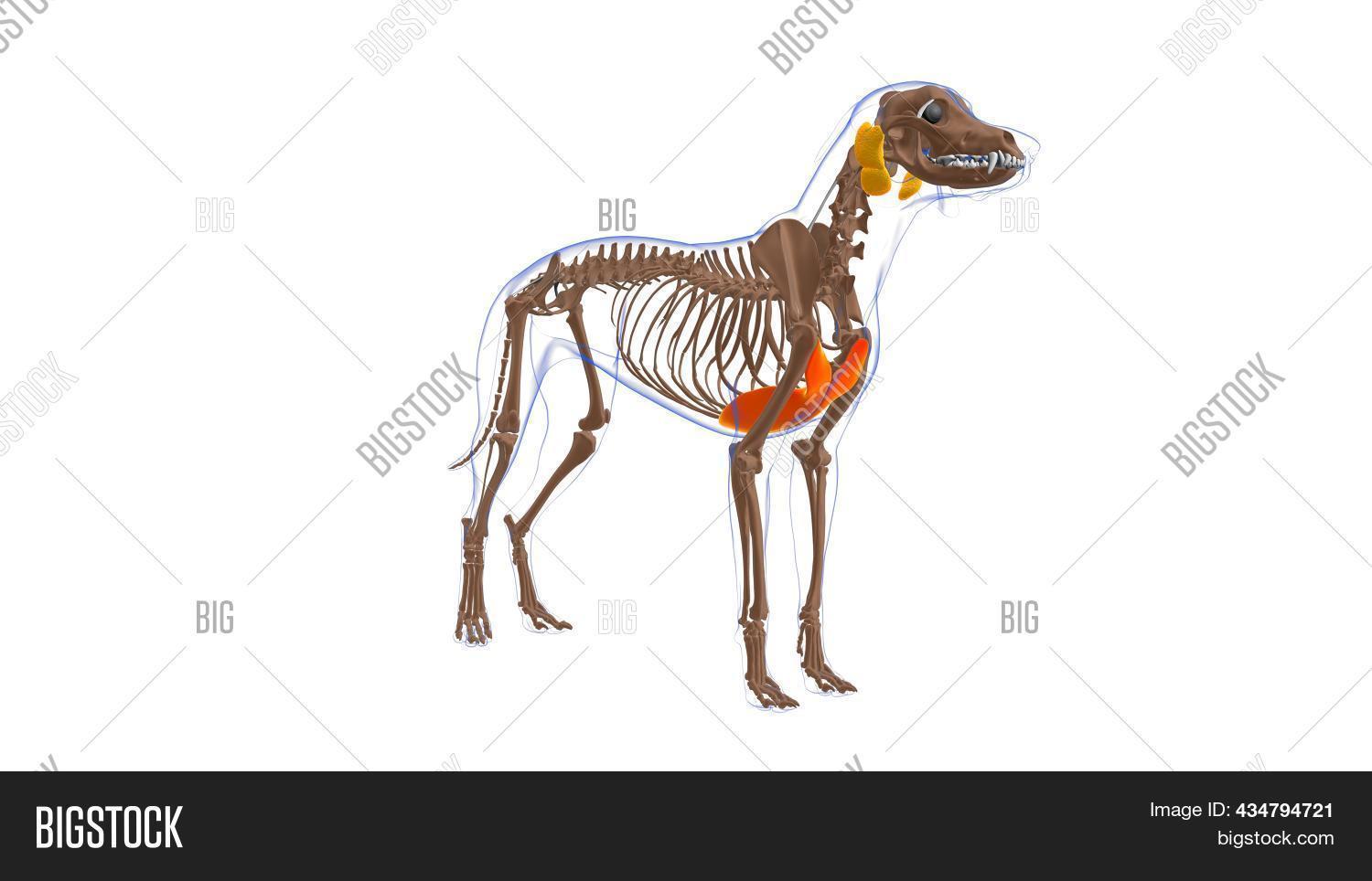 Pectoralis Profundus Image & Photo (Free Trial) | Bigstock