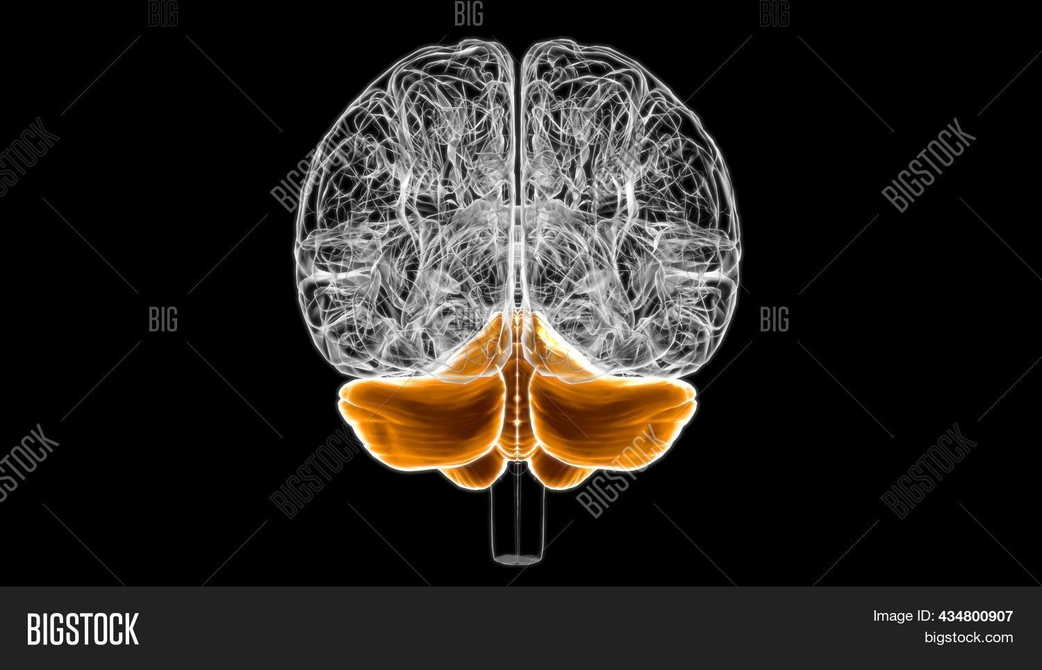 Brain Cerebellum Image & Photo (Free Trial) | Bigstock