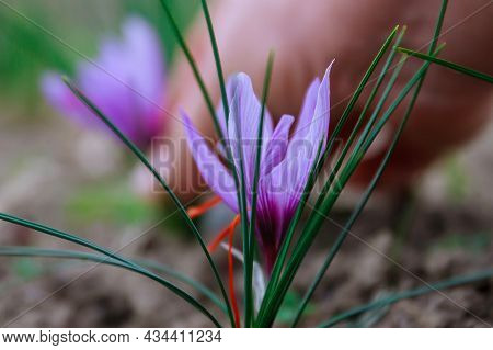Beautiful Saffron Image & Photo (Free Trial) | Bigstock
