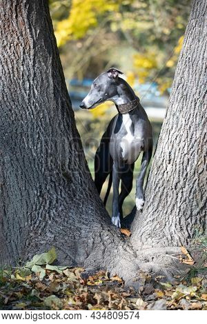 Blue Whippet Park Image & Photo (Free Trial) | Bigstock