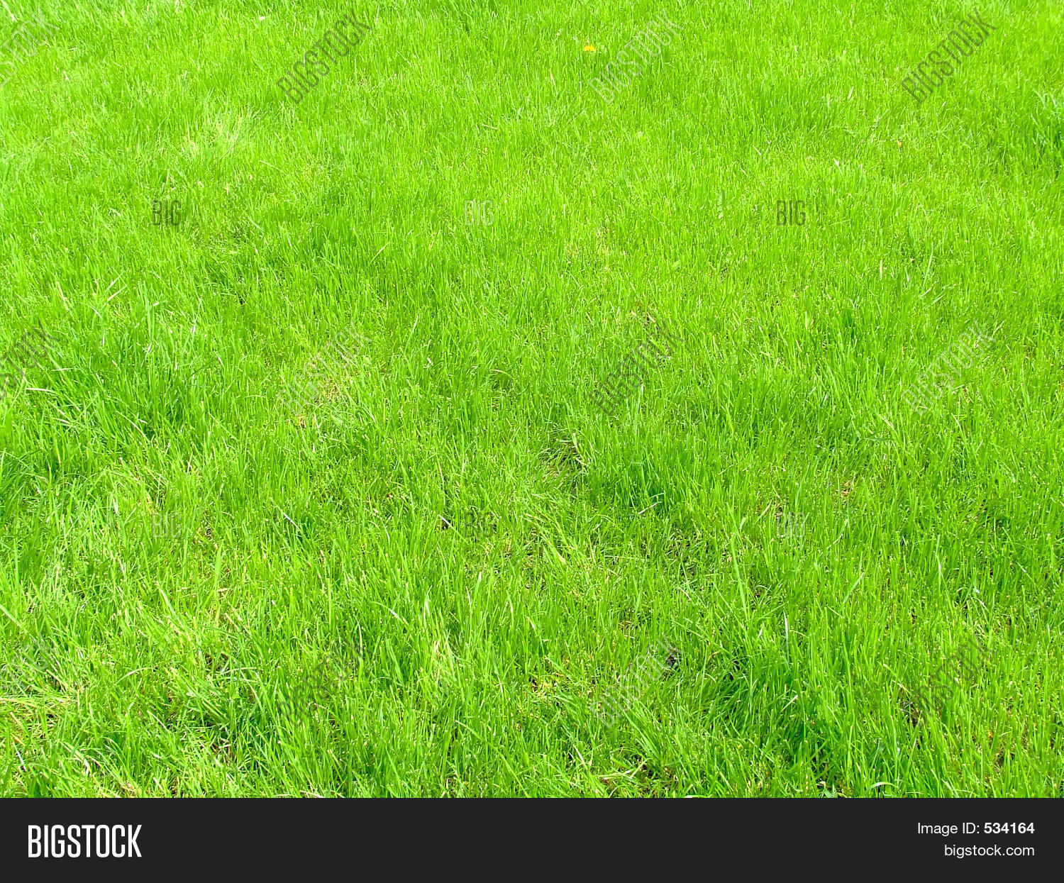 Grass Field Image & Photo (Free Trial) | Bigstock