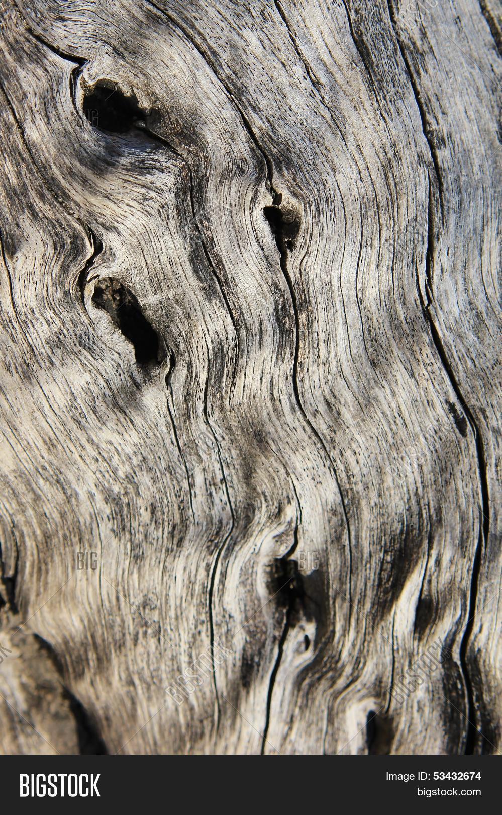 Leadwood Tree Texture Image & Photo (Free Trial) | Bigstock