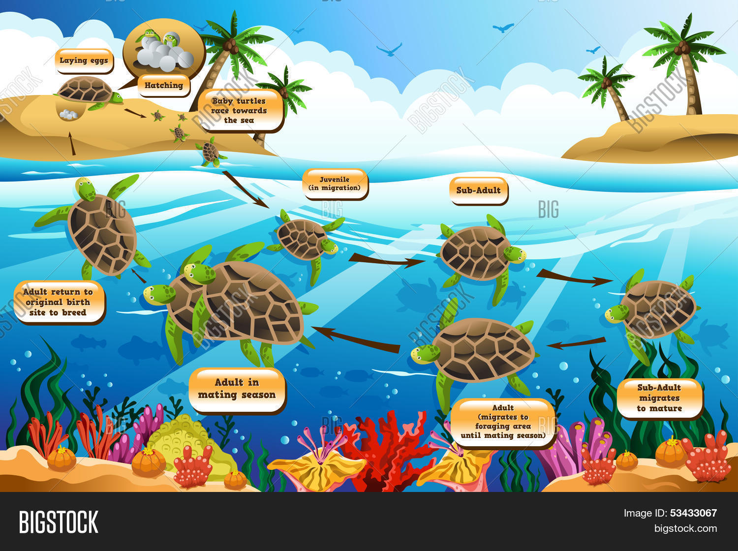 Life Cycle Sea Turtle Vector & Photo (Free Trial) | Bigstock