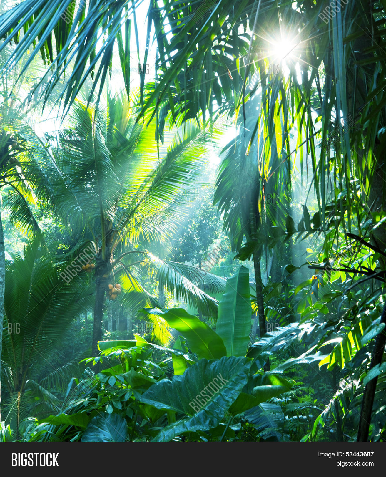 Jungle Vietnam Image & Photo (Free Trial) | Bigstock