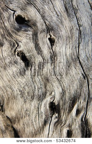 Leadwood Tree Texture Image & Photo (Free Trial) | Bigstock