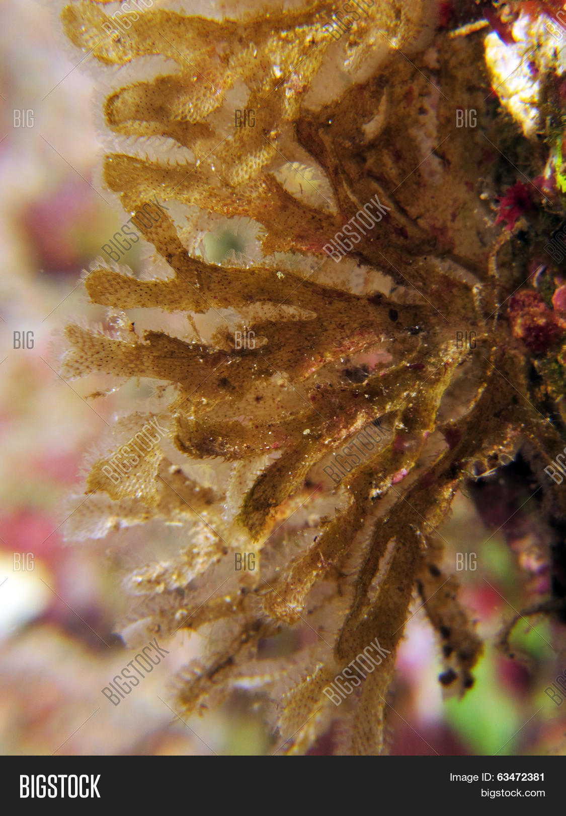 Brown Algae Image & Photo (Free Trial) | Bigstock