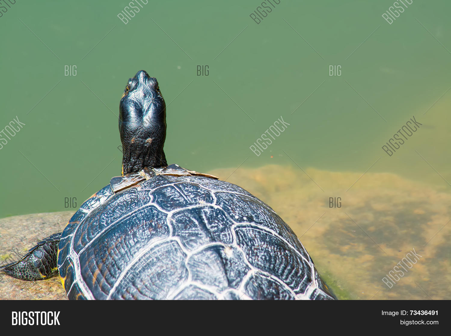 Turtle On Rock Image & Photo (Free Trial) | Bigstock