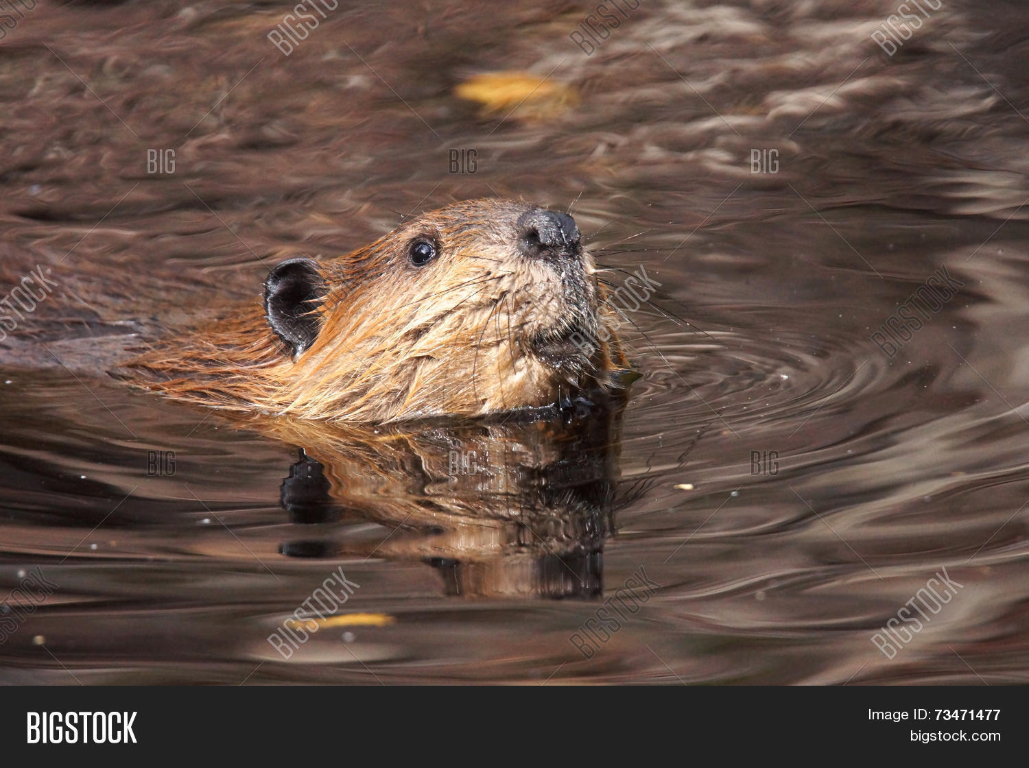 Swimming Beaver Image & Photo (Free Trial) | Bigstock